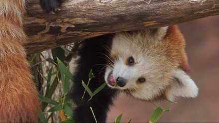 Oklahoma City Zoo launches ‘Red Panda Cam’