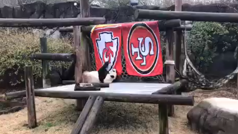 Giant panda at Memphis Zoo picks the Chiefs to win Super Bowl LIV