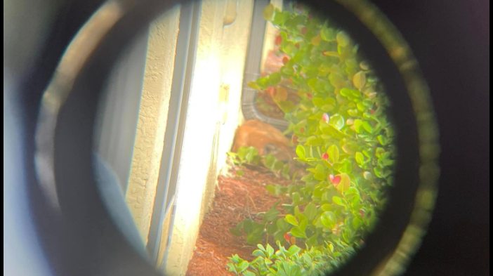 Florida panther seen napping near from someone’s doorstep