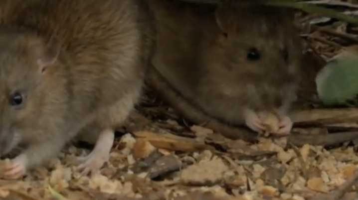 Parts of Paris facing excessive numbers of rats