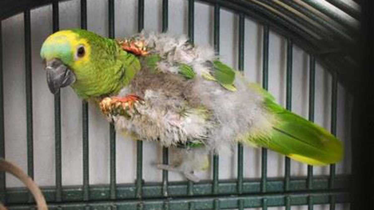 Parrot abandoned in trash bag outside NHSPCA, officials say