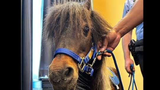 NOPD brings on Patch the pony to strengthen community ties