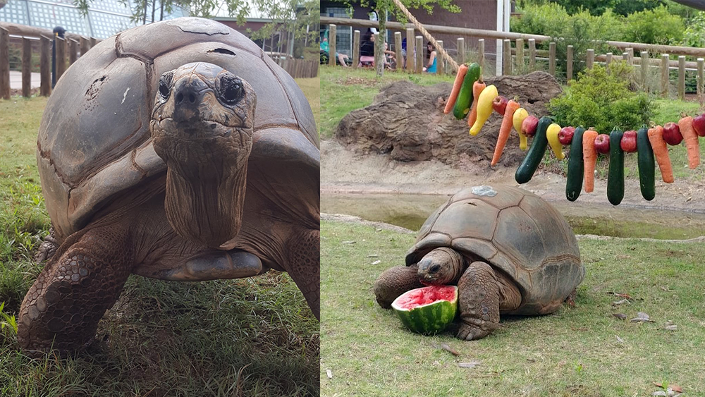 Zoo Atlanta mourns the loss of Aldabra giant tortoise 'Patches'
