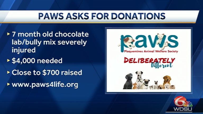 PAWS shelter is seeking donations to help save an severely injured ...