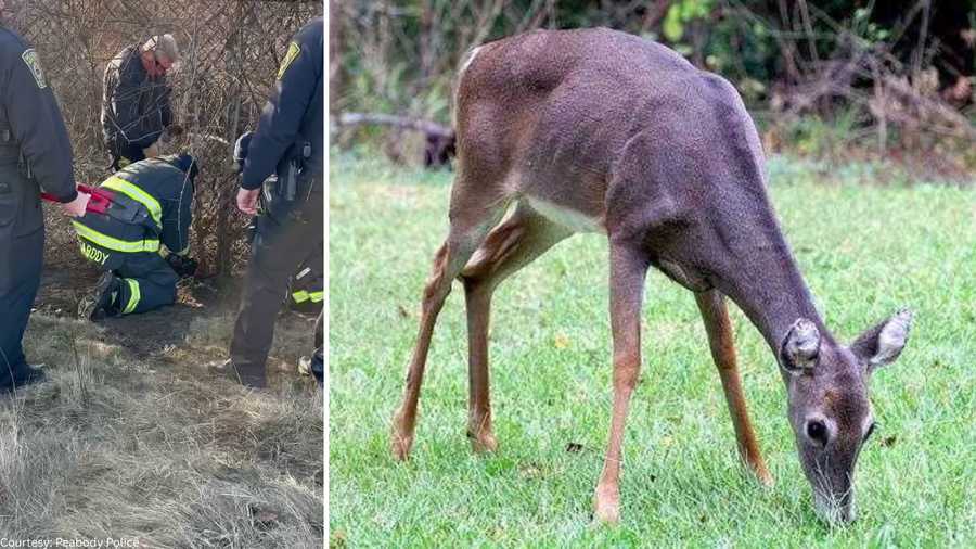 Peabody officers, firefighters rescue two deer trapped at defunct plant