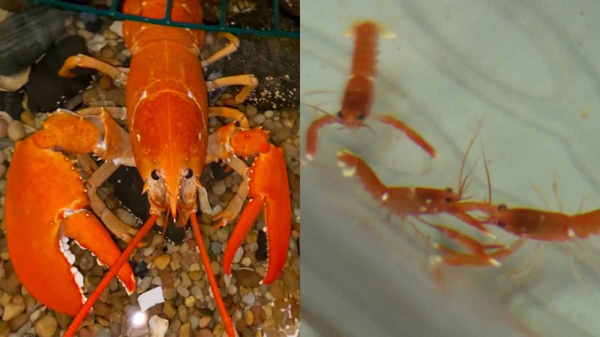 Maine university's rare orange lobster hatches babies