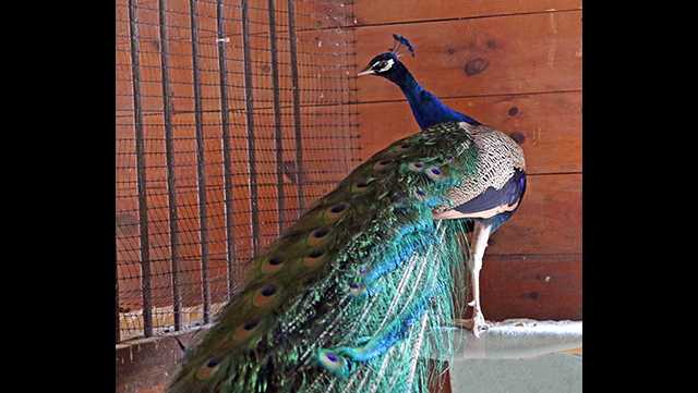 Peacock found abandoned on Cape Cod