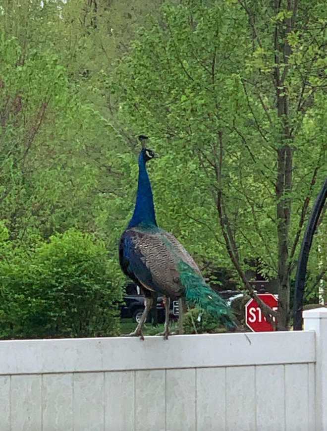 Louisville neighborhood has a peacock wandering around