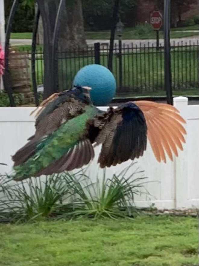 Louisville neighborhood has a peacock wandering around
