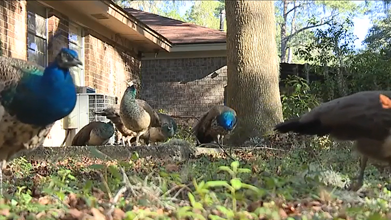 Georgia: Peacocks take over Savannah neighborhood
