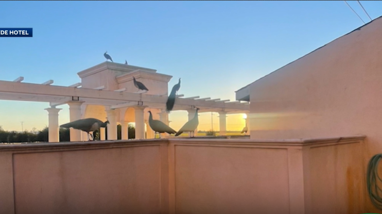 Peacocks vanish from historic Ryde Hotel in the Sacramento Delta