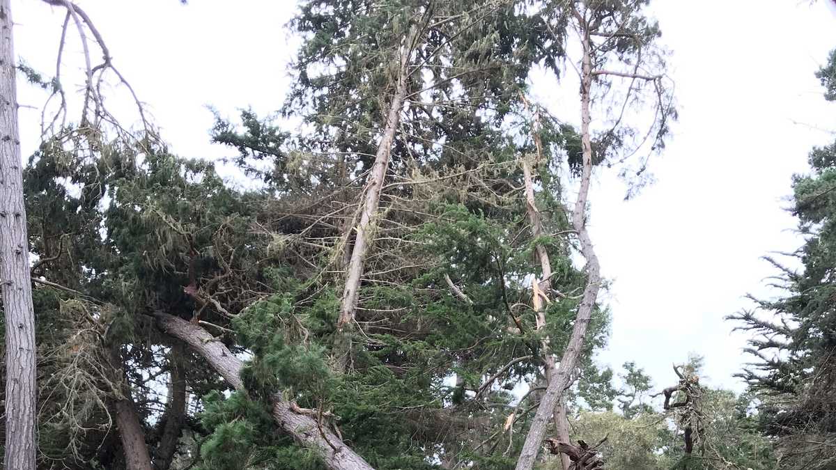 More trees down around Pebble Beach and Del Monte Forest
