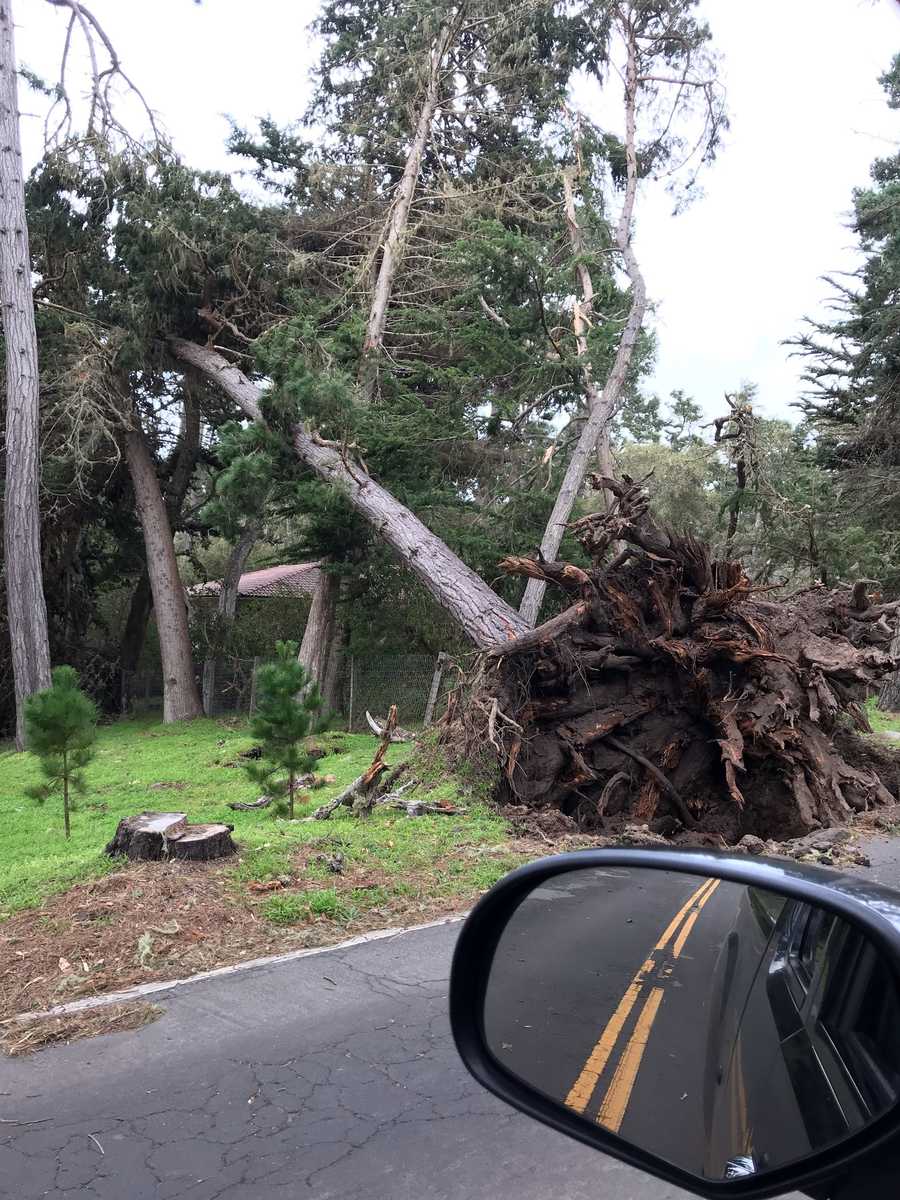 More trees down around Pebble Beach and Del Monte Forest