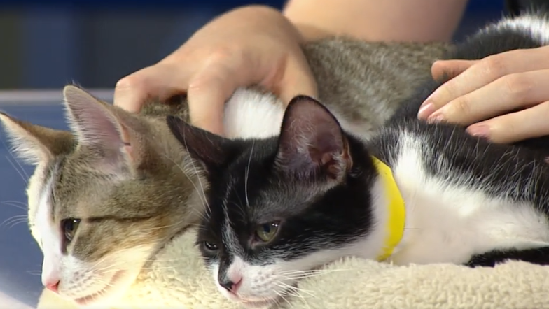 WPBF to the Rescue: Peggy Adams seeking loving homes for cats and kittens