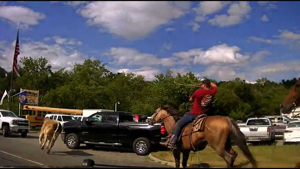 Cowboys, police wrangle bull in Pelham, NH during evening commute
