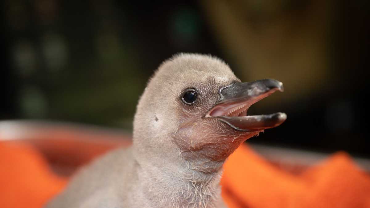 Ohio zoo welcomes baby penguin