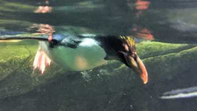 Injured penguin swimming her way to recovery at Newport Aquarium
