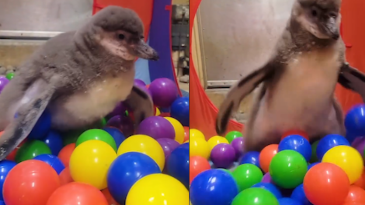 VIDEO: Ohio zoo's penguin chick leaps into ball pit