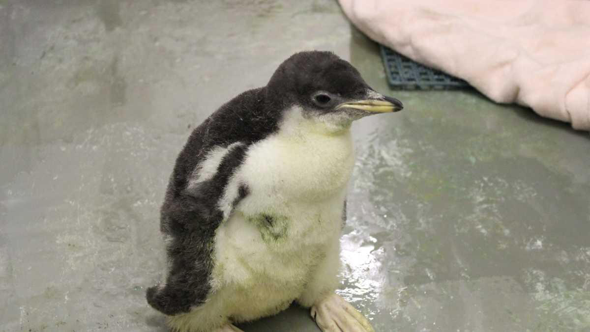 Pittsburgh Zoo to introduce new penguin chick