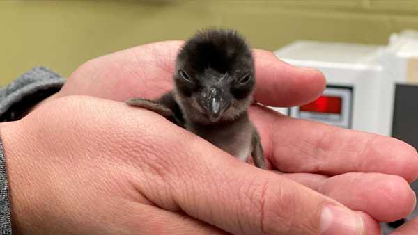 2 penguin chicks are Cincinnati Zoo's first babies of 2020