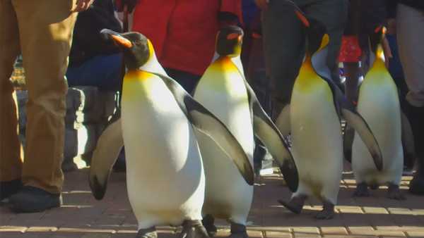 Cincinnati's penguins put on their first big parade of the season