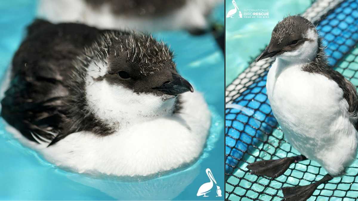 Baby 'penguins' appearing on Central Coast beaches