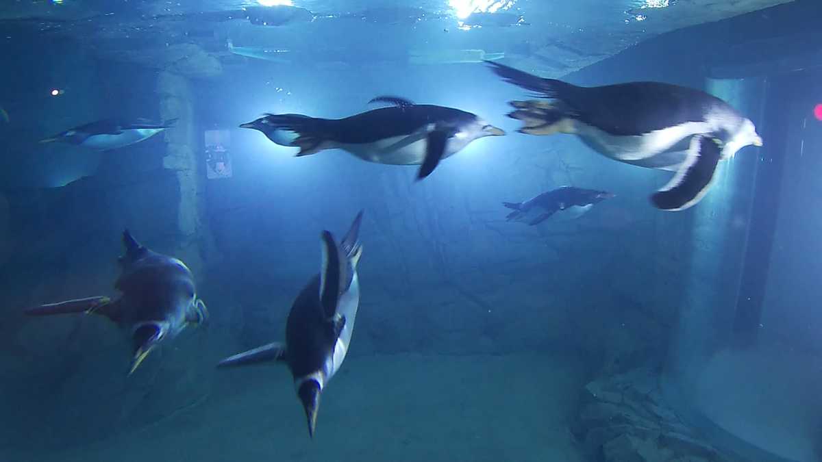Penguin Chill Exhibit opens to the public