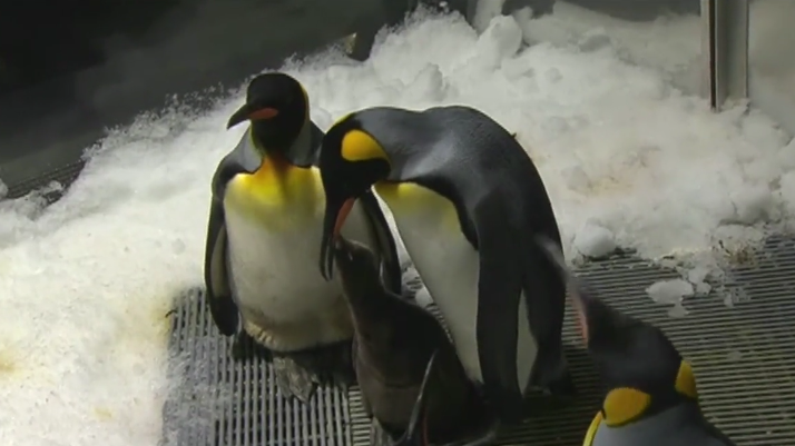 WATCH: Adorable baby penguins born at Sea World