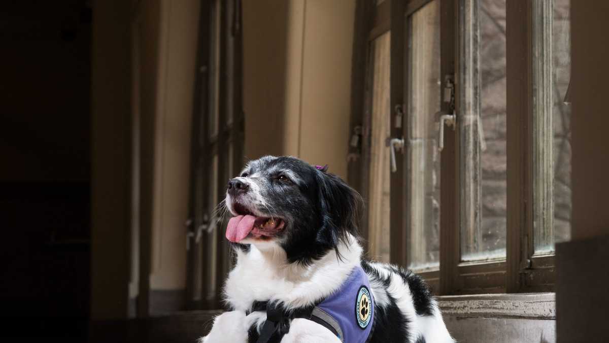 Local dog nominated for 2021 American Humane Hero Dog awards