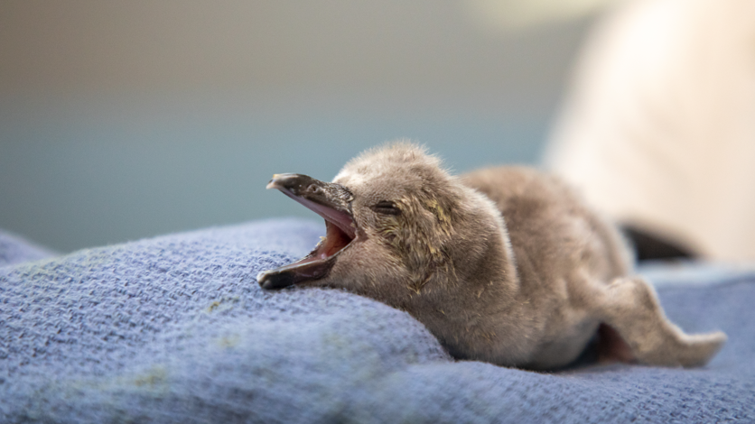 Lincoln Mayor announces name and gender of new penguin chick