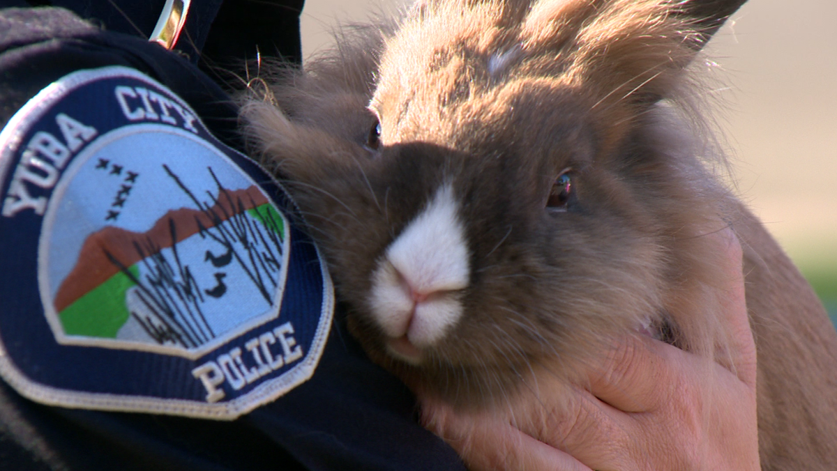 Bunny with a badge: Rabbit officer joins Yuba City Police Department