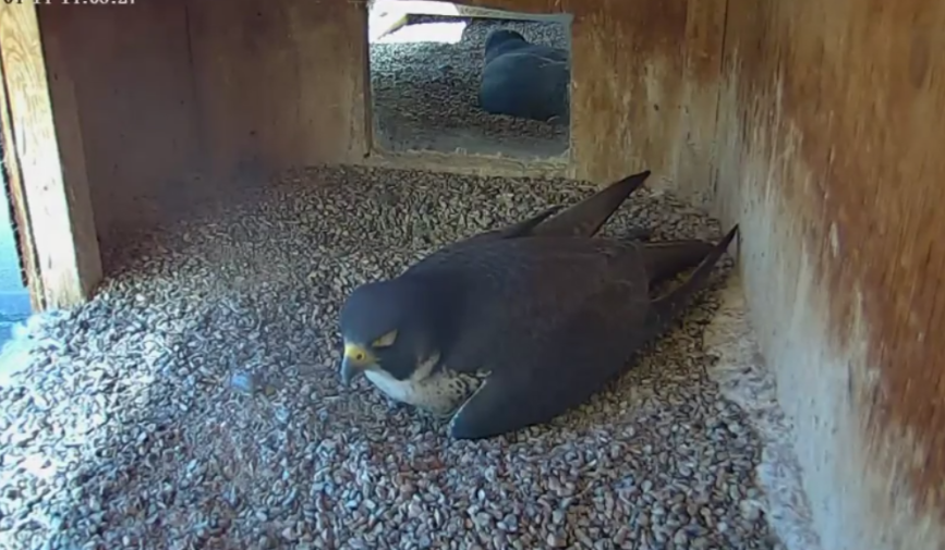 Manchester's peregrine falcons wait for five eggs to hatch