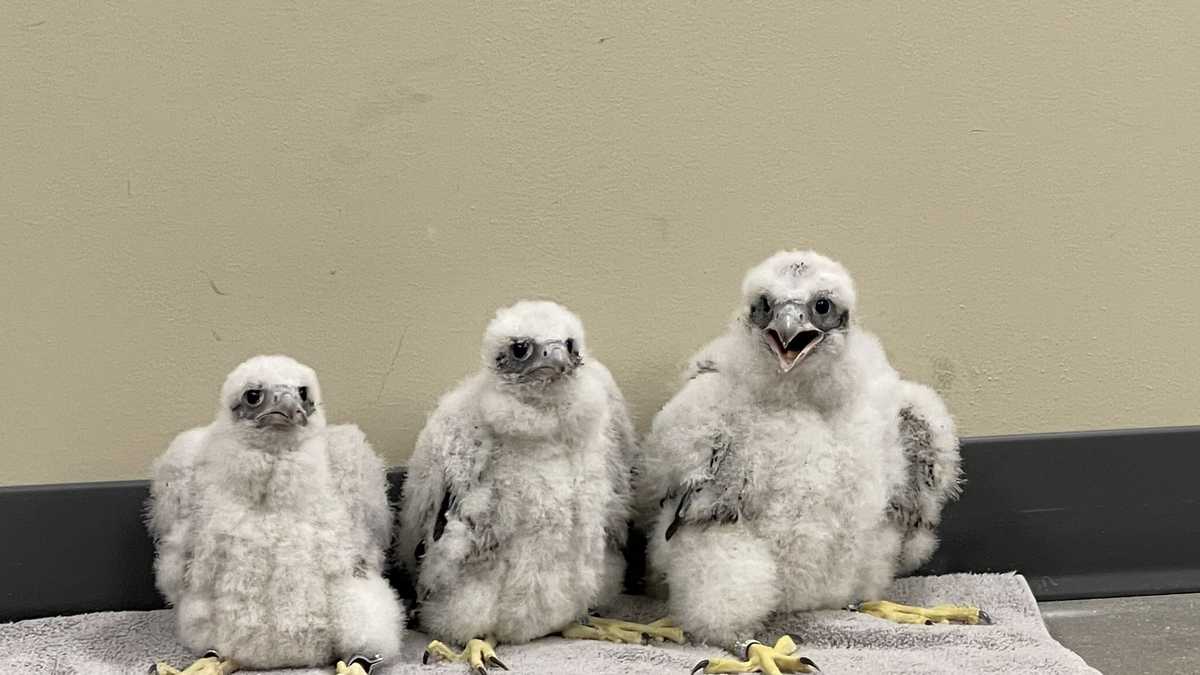We Energies' peregrine falcon chicks named after Wisconsin mascots