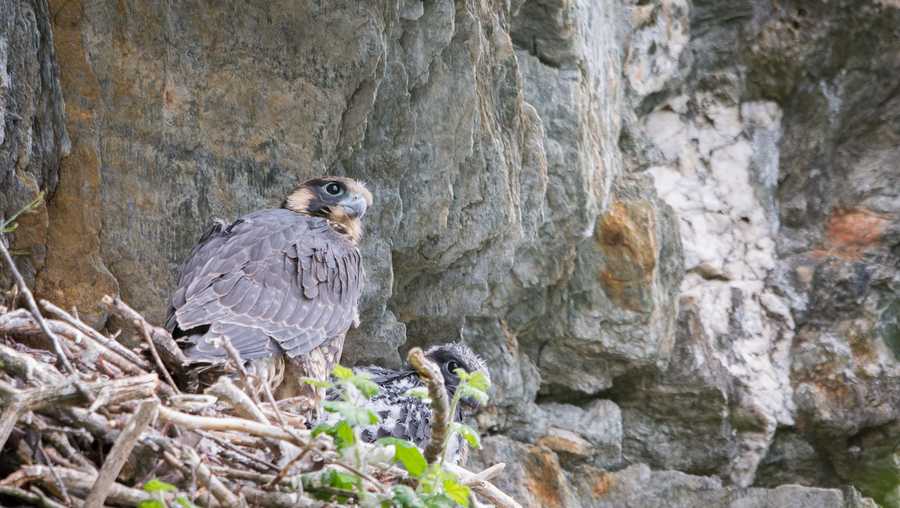 Cliff sites close ahead of Peregrine Falcon migration