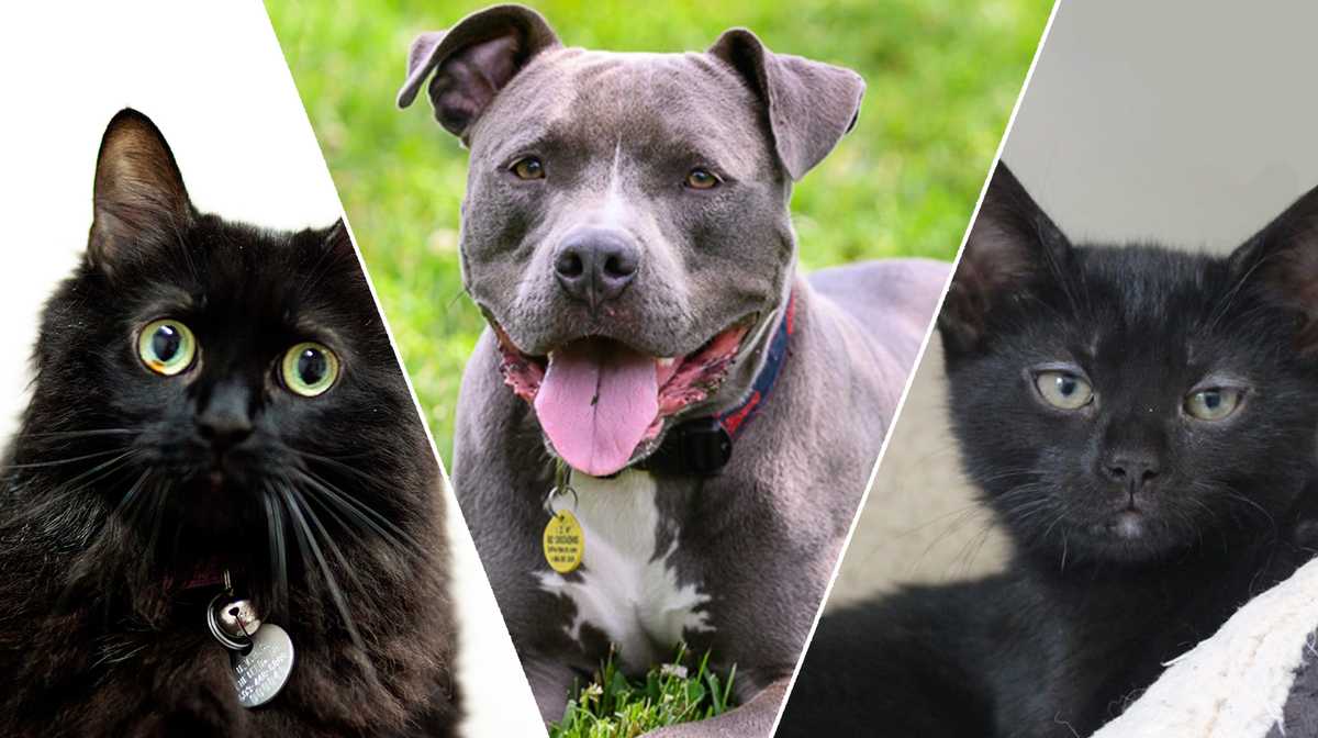Pet Connection: trio of pets looking for forever home