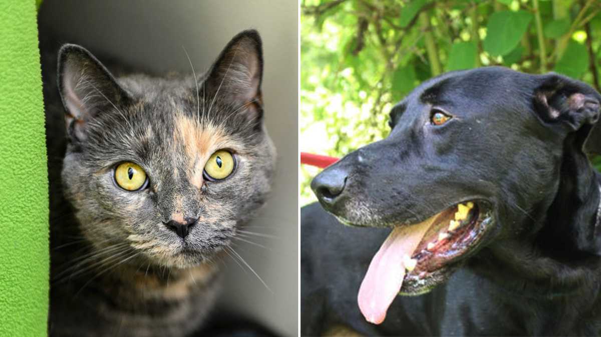 Pet Connection: Adorable pair ready to be adopted