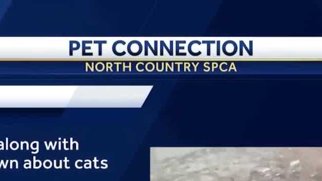 Pet Connection: Dec. 1, 2022