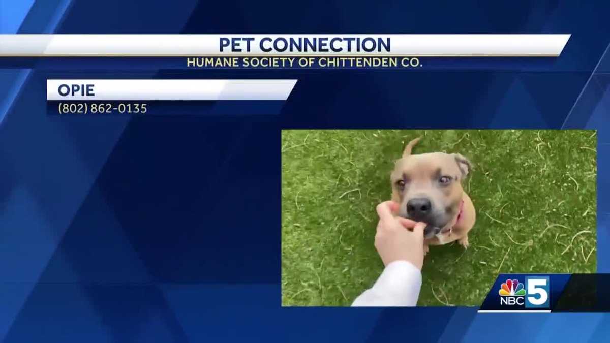 Pet Connection: Dec. 8, 2022