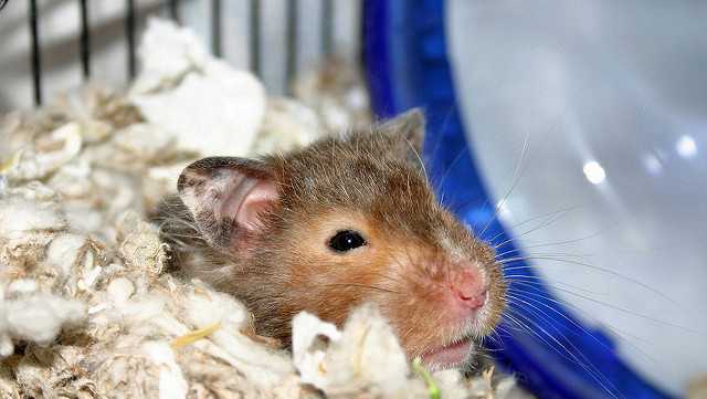 5 easy, creative ways to repurpose dryer lint