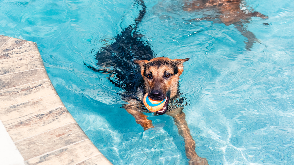 South Carolina Pet Paradise Offers Training Grooming Boarding south-carolina-pet-paradise-offers-training-grooming-boarding