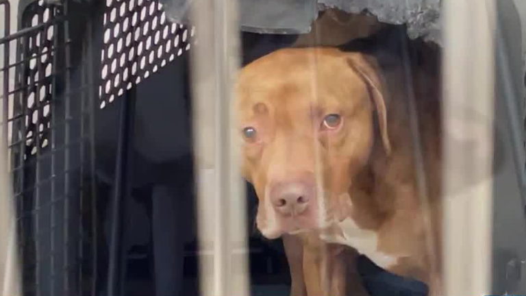 Ohio animal shelters warn of scammers targeting pet owners Ohio animal shelters warn of scammers targeting pet owners