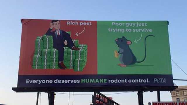 PETA billboard claims 'negligent landlords' responsible for rats