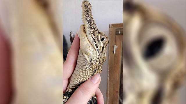 3-foot-long American alligator taken from southeast Oklahoma wildlife ...