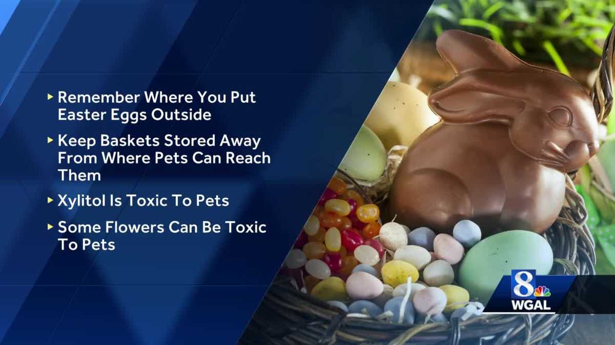 Helpful tips to keep your pets safe this holiday