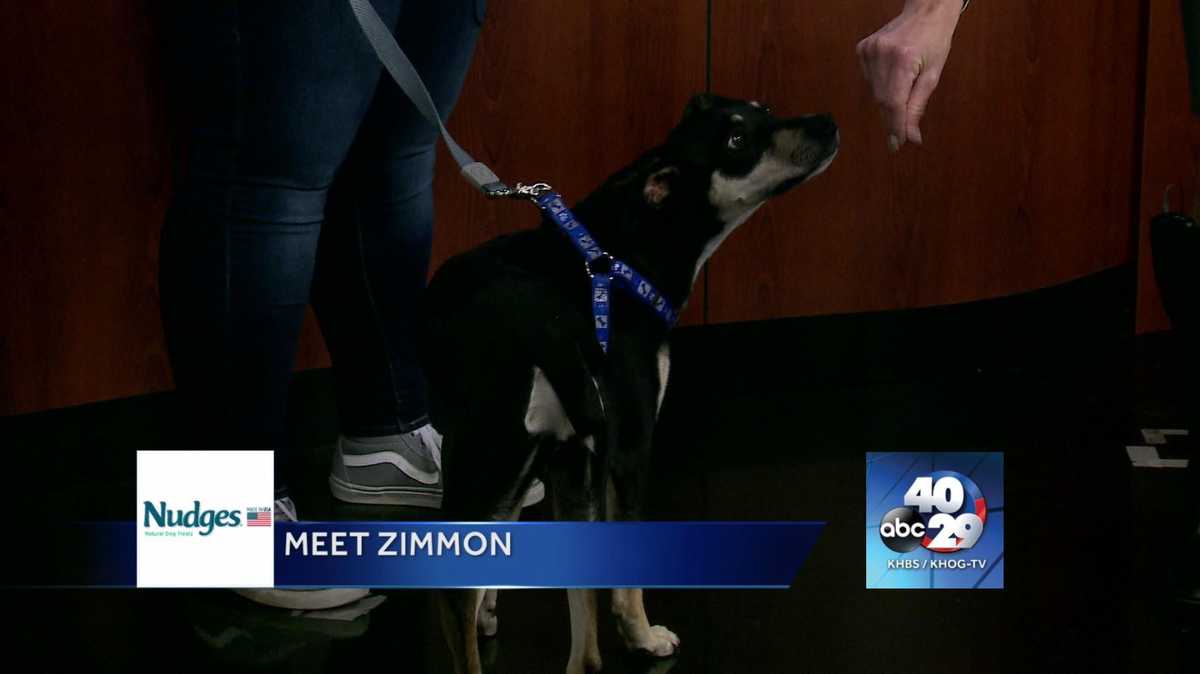 Pets on Set: Meet Zimmon!