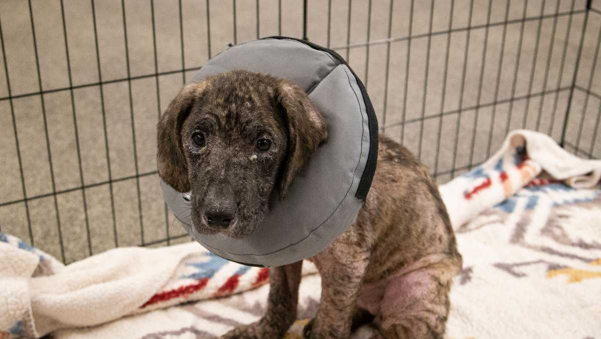 Stray puppy with severe mange found wandering along Boston highway