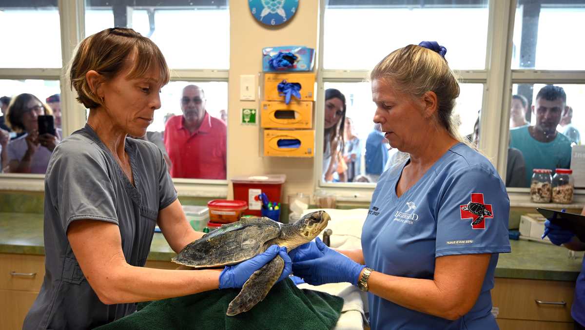 Florida sea turtle hospital installs C-T Machine