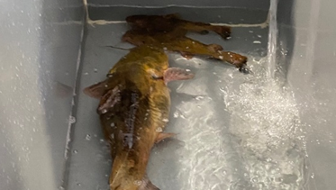 DNR: Non-native, invasive catfish species captured in Ogeechee River