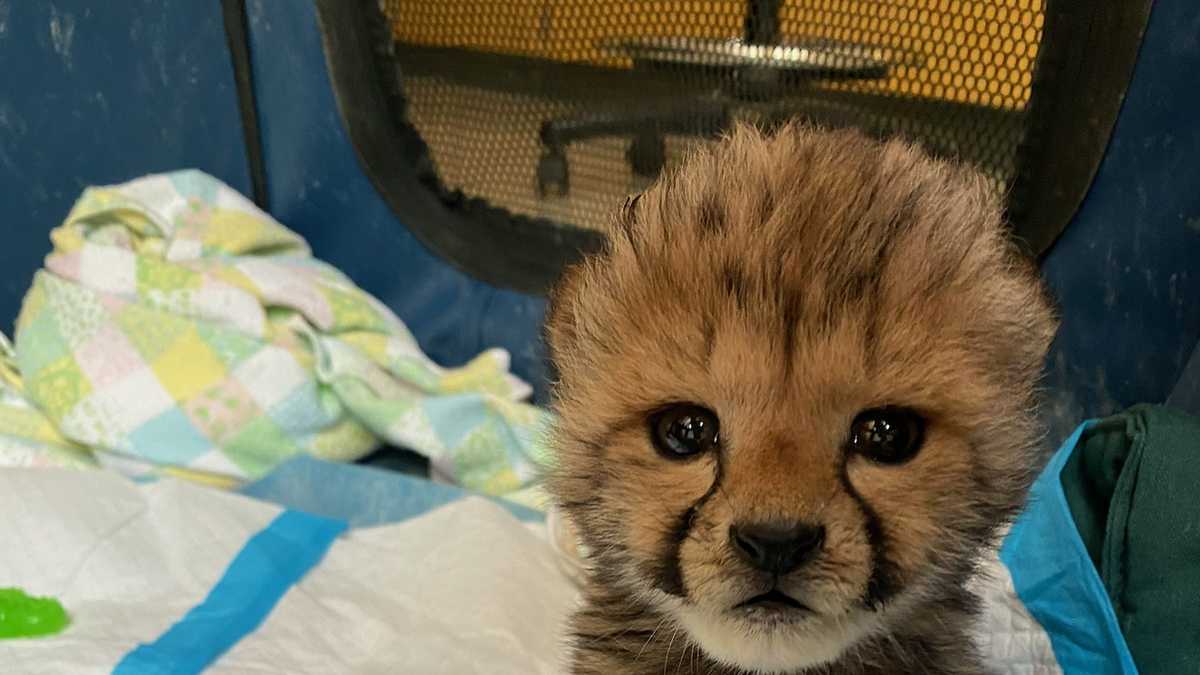PHOTOS: Meet Cincinnati Zoo's newest cheetah cub Rozi