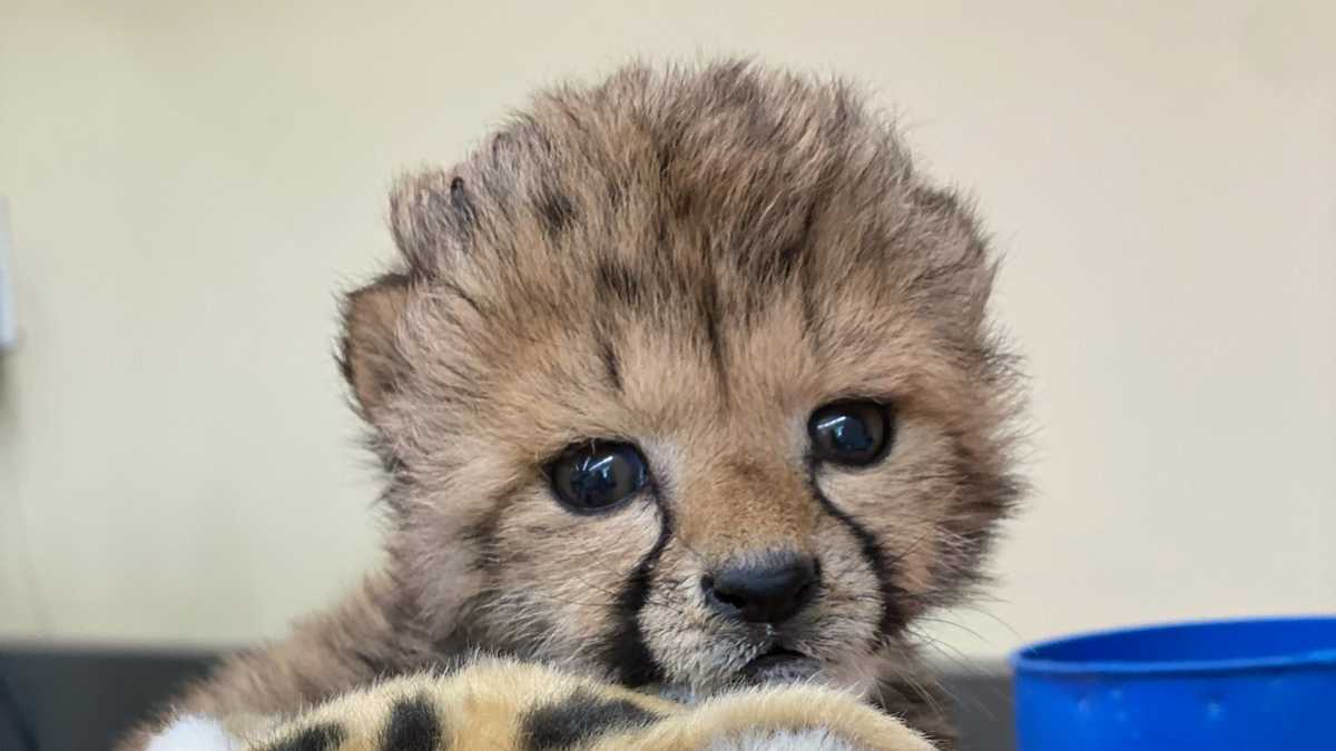 PHOTOS: Meet Cincinnati Zoo's newest cheetah cub Rozi